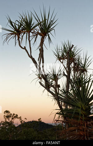 EVENING SCENE SILHOUETTE OF A PANDANUS TREE KINGS BEACH SUNSHINE COAST ...
