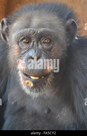HANDOUT - An undated handout picture shows chimpanzee lady Lolita in ...