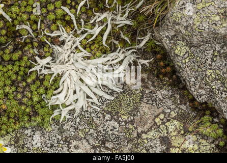 Whiteworm Lichen (Thamnolia vermicularis Stock Photo - Alamy