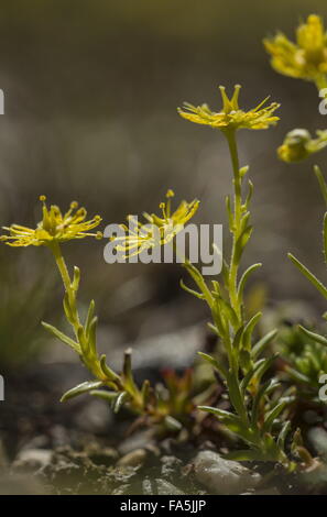 Yellow Saxifrage Saxifraga aizoides Photo: Bengt Ekman / TT / code 2706 ...
