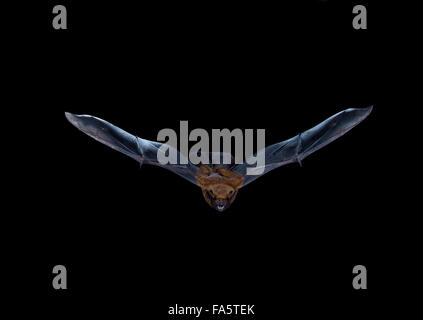 noctule (Nyctalus noctula), hunting at night, Netherlands Stock Photo ...