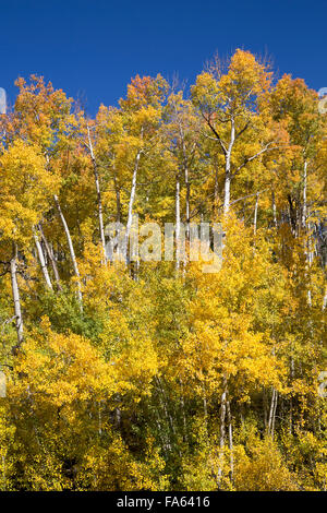 Fall Colors, off Highway 62, north of Ouray, Colorado, USA Stock Photo ...