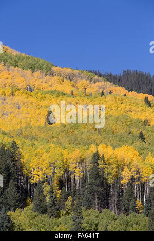 Fall Colors, near Ouray, Colorado, USA Stock Photo - Alamy