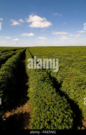 Coffee Plantation - Mundo Novo variety Stock Photo - Alamy