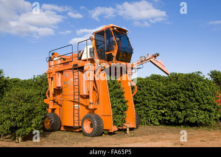 Mechanical harvesting of coffee - Variety New World Stock Photo - Alamy