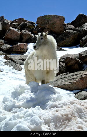 Mountain Goats Mount Evans Rocky Mountains Colorado USA America North ...