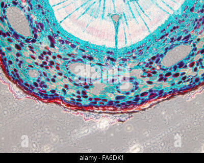 Beauty of Biology under microscopy Stock Photo - Alamy