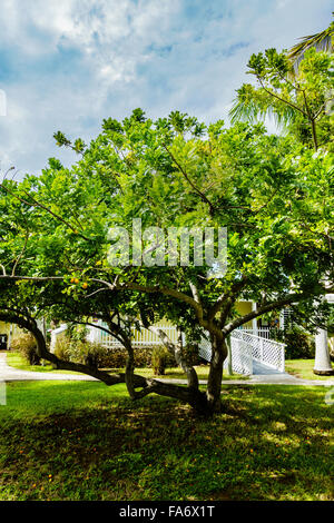 A Hog plum tree, also known as a Yellow Mombin, growing on St. Croix, U ...