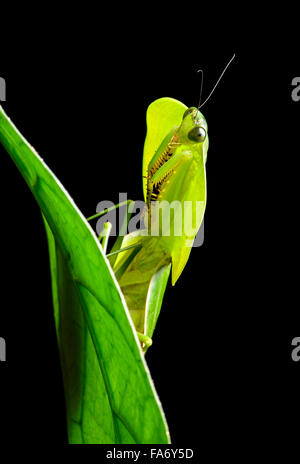 Green Shield Mantis (Rhombodera basalis), Chocó rainforest, Ecuador ...