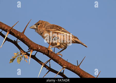 Sociable weaver bird, Philetairus socius, nest on a tree branch ...