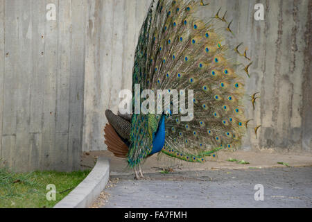 peacock feathers with huge open Stock Photo - Alamy