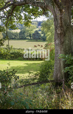 The Quarry Garden at Bateman's, East Sussex. Bateman's was the home of ...