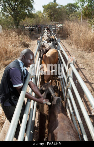 A veterinarian vaccinates cattle against Contagious Bovine ...