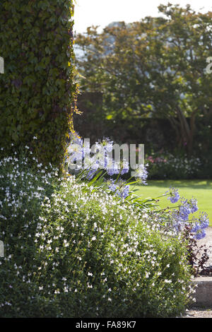 Agapanthus in the border in the garden at Killerton, Devon, in August ...