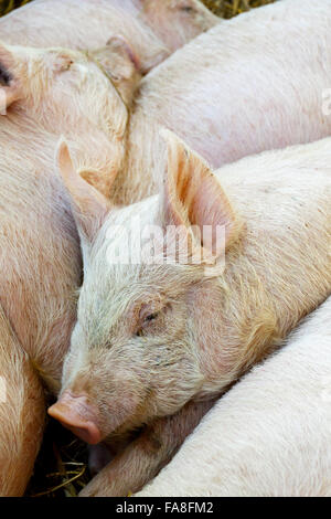 Piglets sleeping at Wimpole Home Farm, Cambridgeshire Stock Photo - Alamy