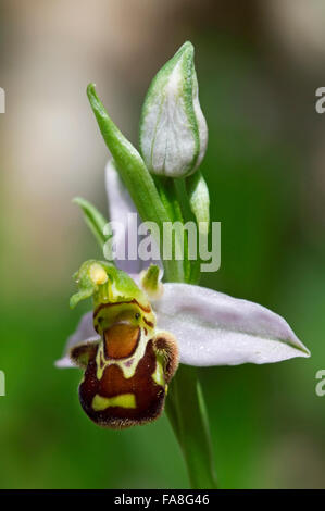 Bee orchid, Ophrys apifera, orchis, self-pollination, wild orchids ...