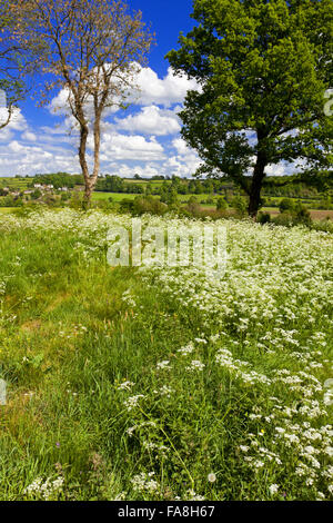 View looking over the remains of Duffield Castle, Derbyshire, in late ...