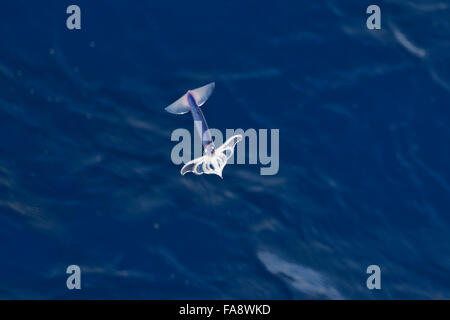 Very rare image of a Neon Flying Squid (Ommastrephes bartramii) in mid ...