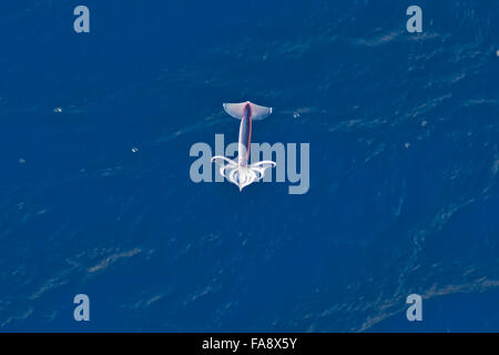 Very rare image of a Neon Flying Squid (Ommastrephes bartramii) in ...