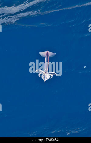 Very rare image of a Neon Flying Squid (Ommastrephes bartramii) in mid ...