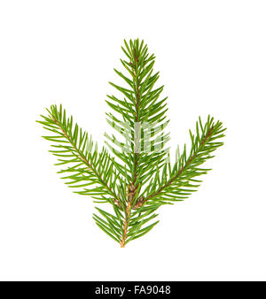 Fresh spruce sprig isolated on white background. Border from green ...