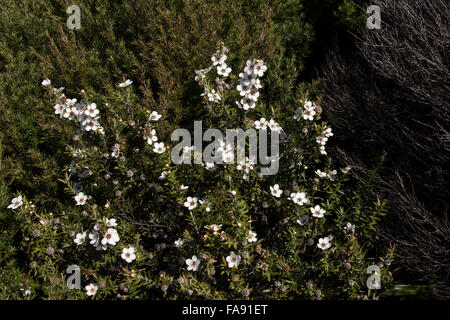 In dry regions of New Zealand the Manuka bush Leptospermum scoparium ...