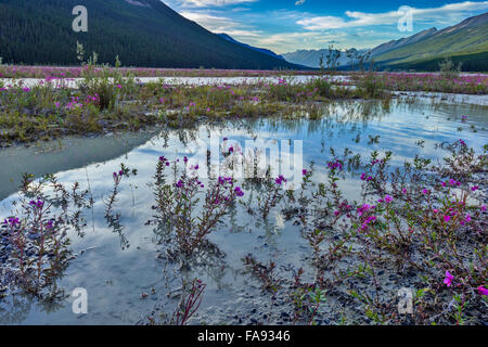 Endless Chain mountains and glacial melt water with alpine fireweed ...