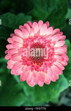 A beautiful blooming gerbera daisy flower Stock Photo - Alamy