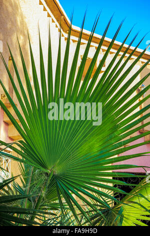 Blue palm tree leaves Stock Photo - Alamy