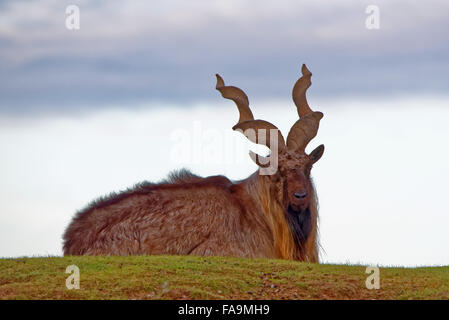 Markhor, Capra falconeri, wild goat native to Central Asia, Karakoram ...