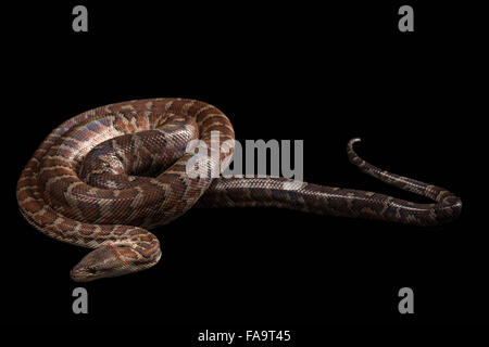 Hispaniolan boa, Chilabothrus or epicrates striatus Stock Photo - Alamy