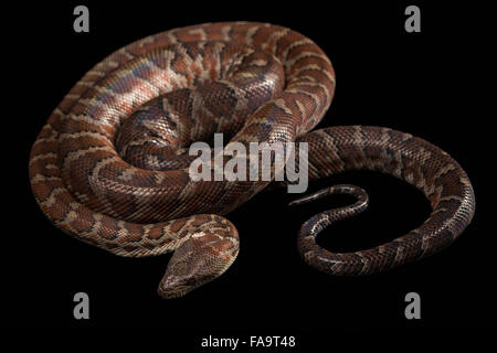 Hispaniolan boa, Chilabothrus or epicrates striatus Stock Photo - Alamy