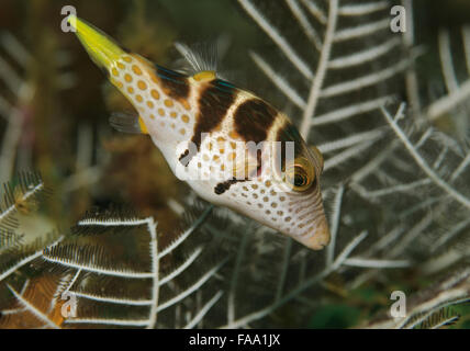 Valentinni's Sharpnose Puffer or Black Saddled Toby Pufferfish ...
