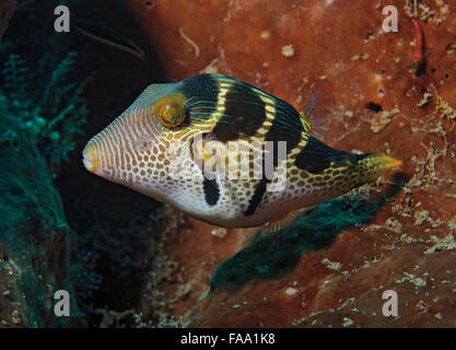 Valentinni's Sharpnose Puffer or Black Saddled Toby Pufferfish ...