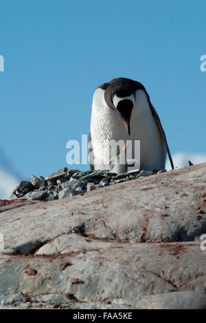 Gentoo penguin family, Pygoscelis papua. Hannah Point, Antarctic ...