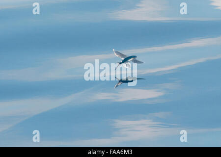 Flying Fish Species (scientific name unknown) with reflection visible ...