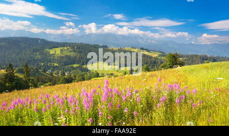 Spring landscape with flowers, Podhale region, Poland Stock Photo - Alamy