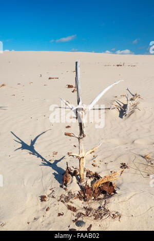 Leba - Slowinski National Park, mooving dunes, Poland Stock Photo - Alamy