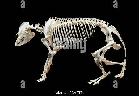 Skeleton of tapir. Isolated over black background Stock Photo - Alamy