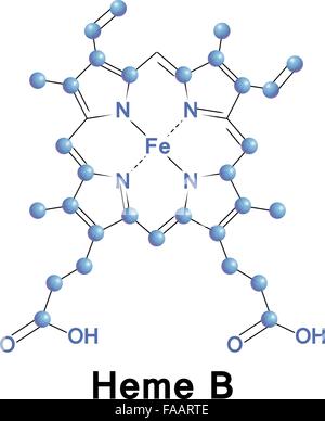 structure of the hemoglobin molecule with heme (Iron and oxygen ...