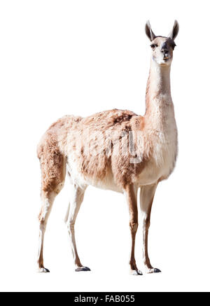 Full length shot of Guanaco. Isolated on white background with shade ...