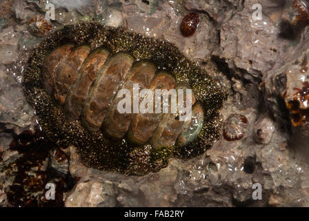 West Indian Fuzzy Chiton (Acanthopleura granulata Stock Photo - Alamy