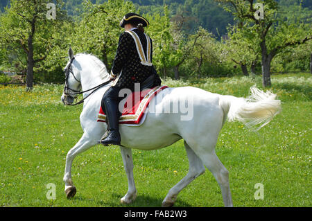 andalusian pure spanish horse. hispanic middle aged woman from horse ...