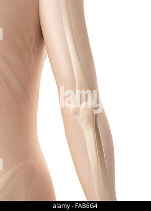 Elbow joint, computer illustration Stock Photo - Alamy