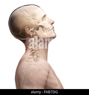 Human neck bending backwards, computer illustration Stock Photo - Alamy