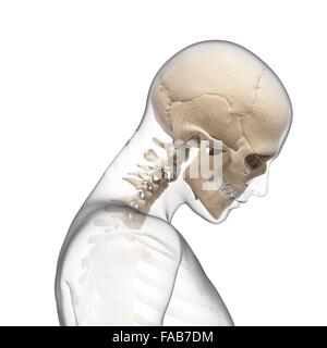 Human neck bending forwards, computer illustration Stock Photo - Alamy