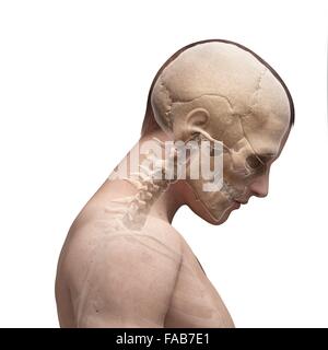 Human neck bending forwards, computer illustration Stock Photo - Alamy