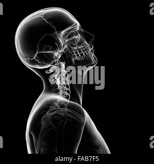 Human neck bending backwards, computer illustration Stock Photo - Alamy