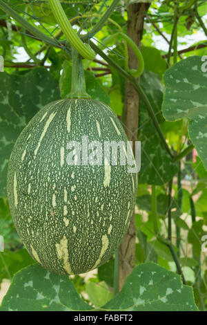Marrow planted on the farm Stock Photo - Alamy