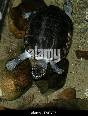 Indian Spotted turtle (Geoclemys hamiltonii), a.k.a. Black Pond Turtle ...